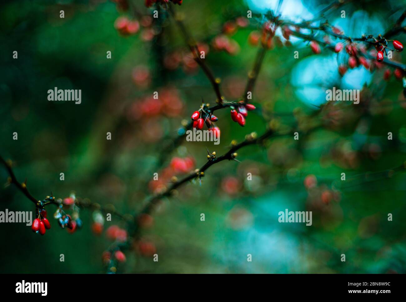 red rowan, viburnum berry in a very beautiful light Stock Photo - Alamy
