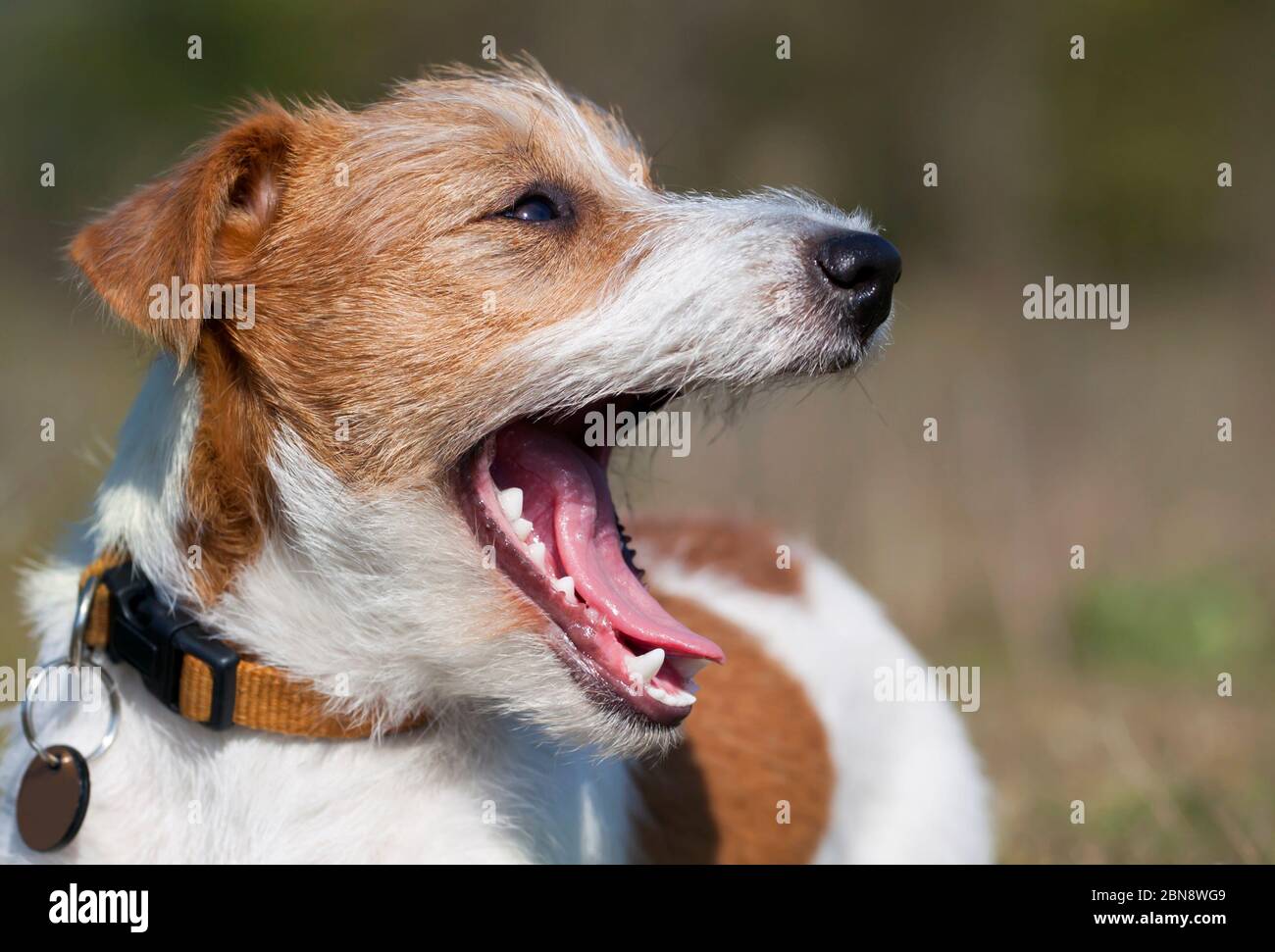Laughing happy funny jack russell pet dog puppy showing his teeth Stock ...
