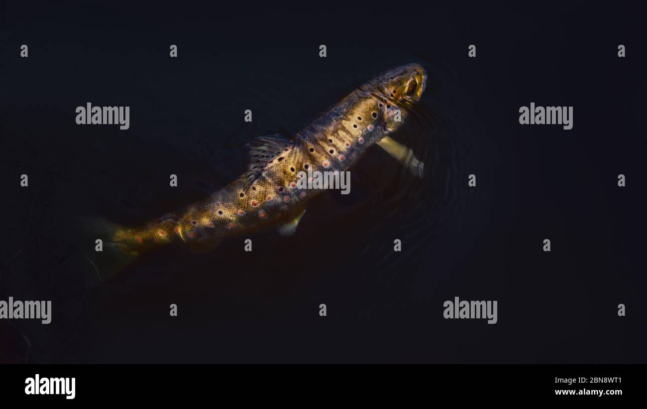 Salmon fish under water hi-res stock photography and images - Alamy