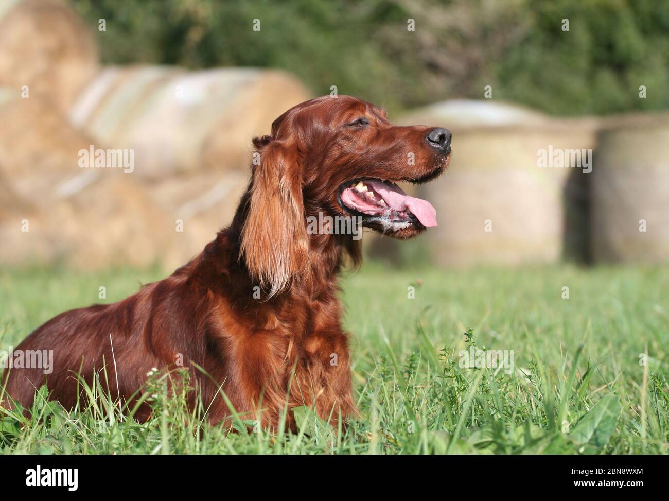 Beautiful panting irish setter hi-res stock photography and images - Alamy