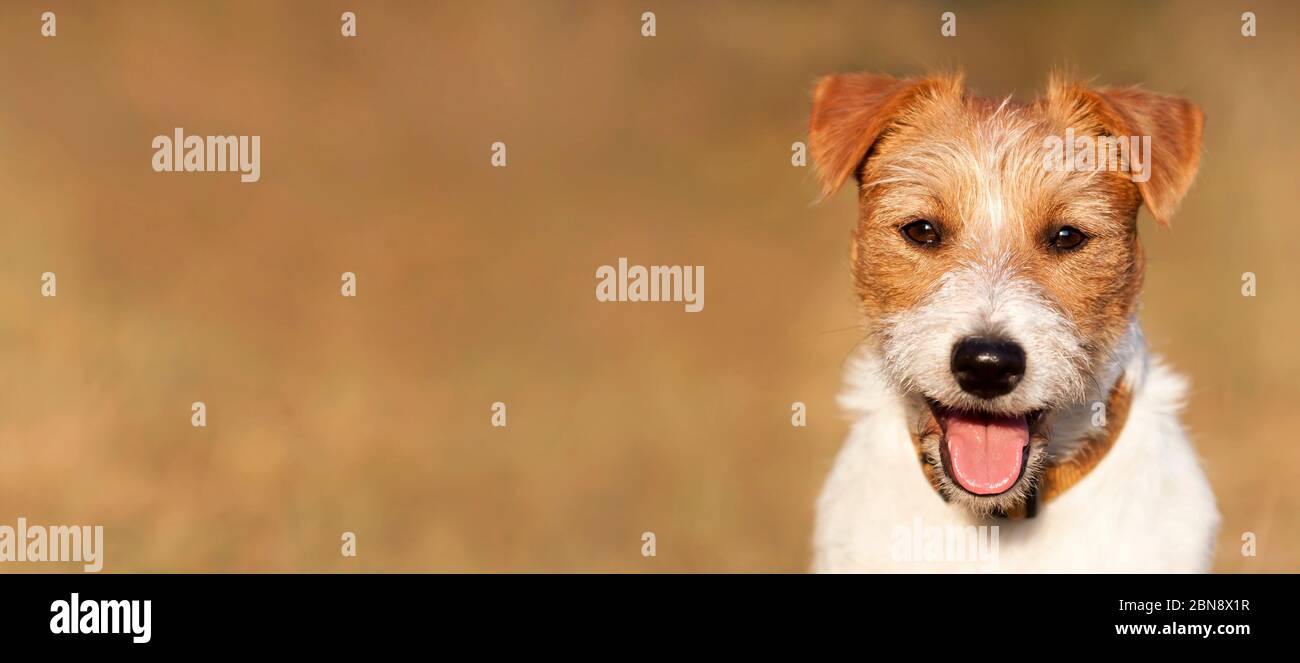 Web banner of a smiling happy jack russell pet dog puppy Stock Photo ...