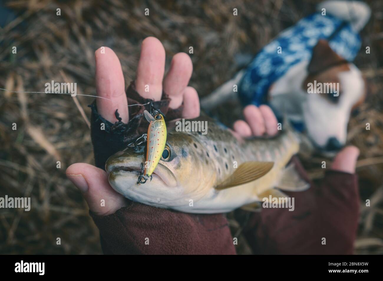 Close-up trout in the hand of a fisherman Stock Photo - Alamy