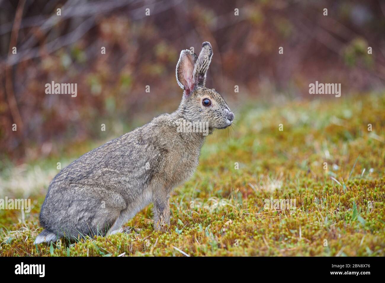 Snowshoe hare hi-res stock photography and images - Alamy