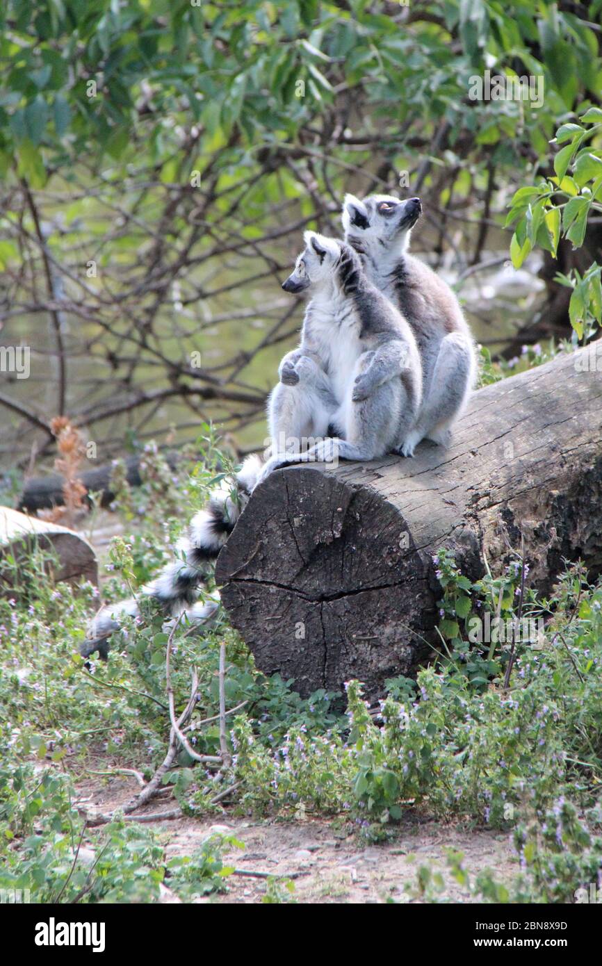 Maki singe hi-res stock photography and images - Alamy