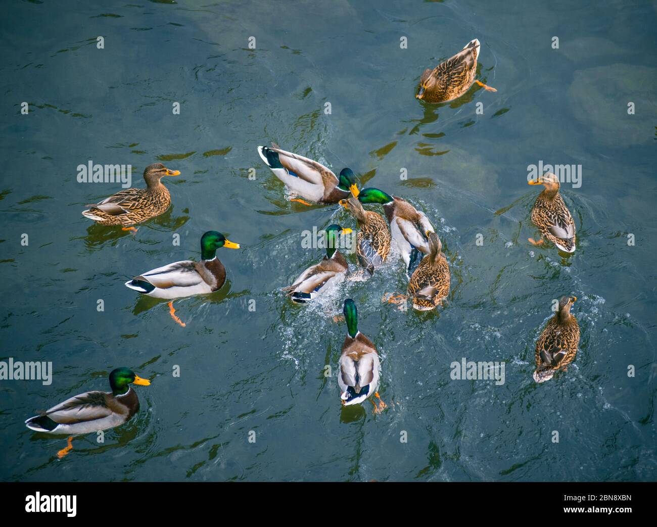 Family flock mallard ducks hi-res stock photography and images - Alamy
