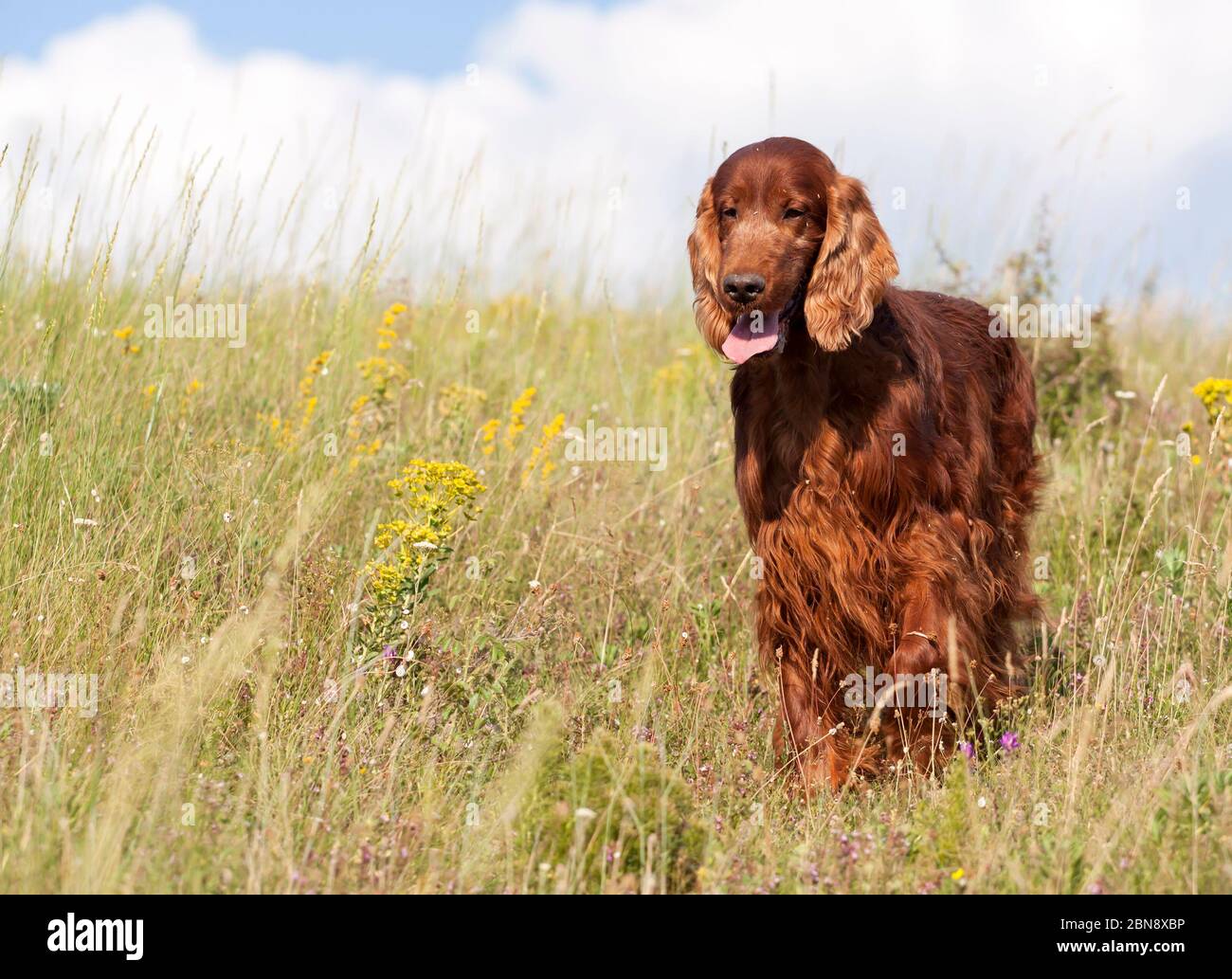 Irish setter smile hi-res stock photography and images - Alamy