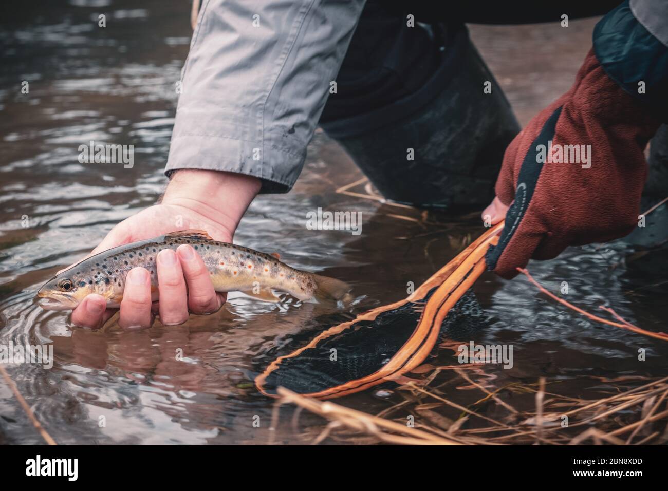 Alaska rainbow trout hi-res stock photography and images - Alamy
