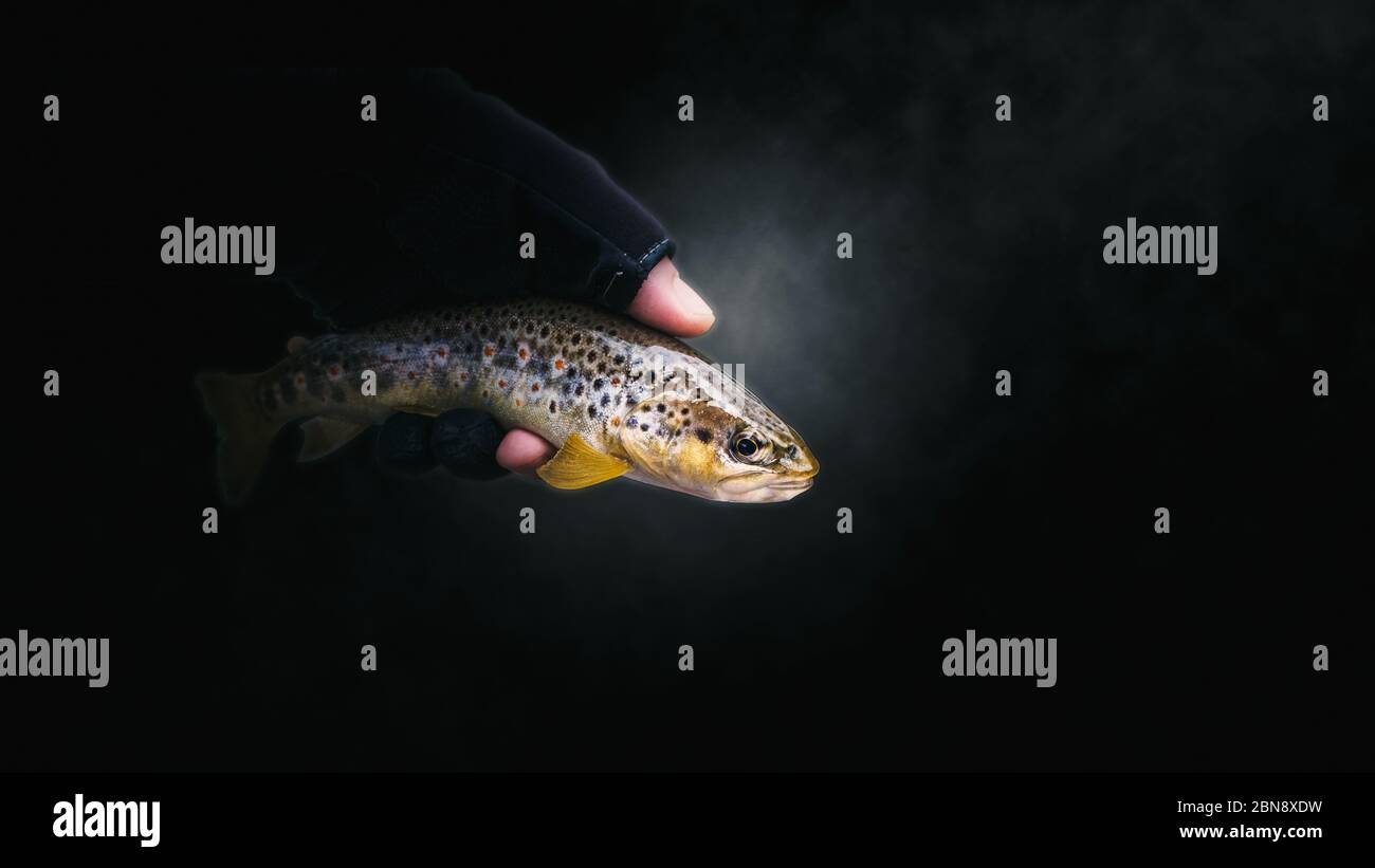 Salmon stream in the background hi-res stock photography and images - Alamy