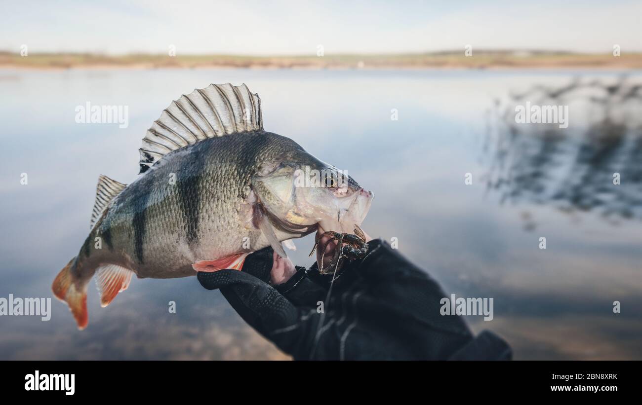 Perch to hand hi-res stock photography and images - Alamy