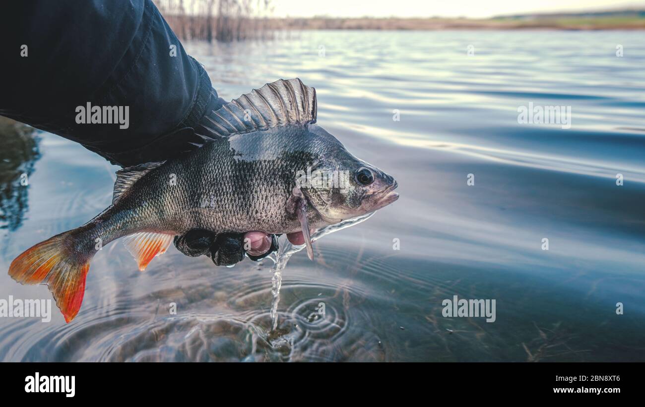 A beautiful perch in the hand of a fisherman Stock Photo - Alamy