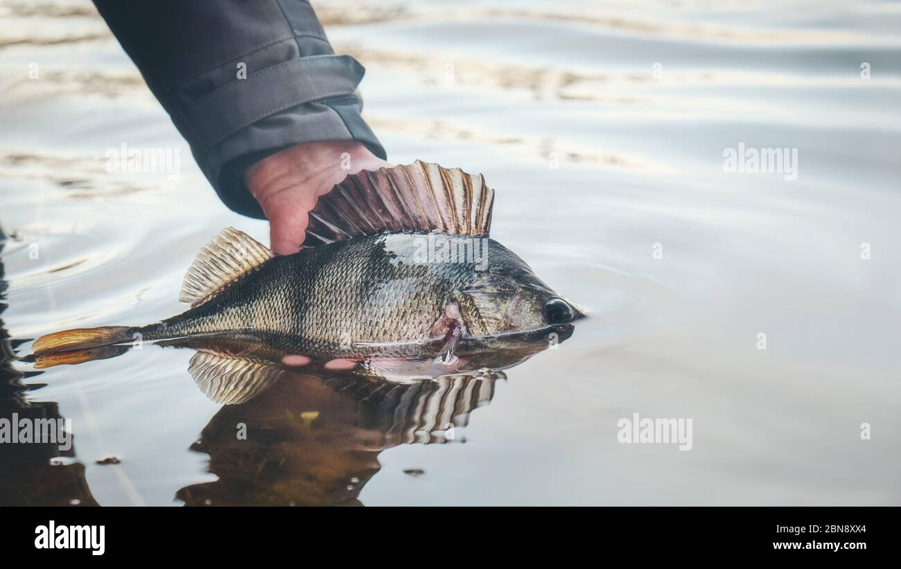 Perch to hand hi-res stock photography and images - Alamy