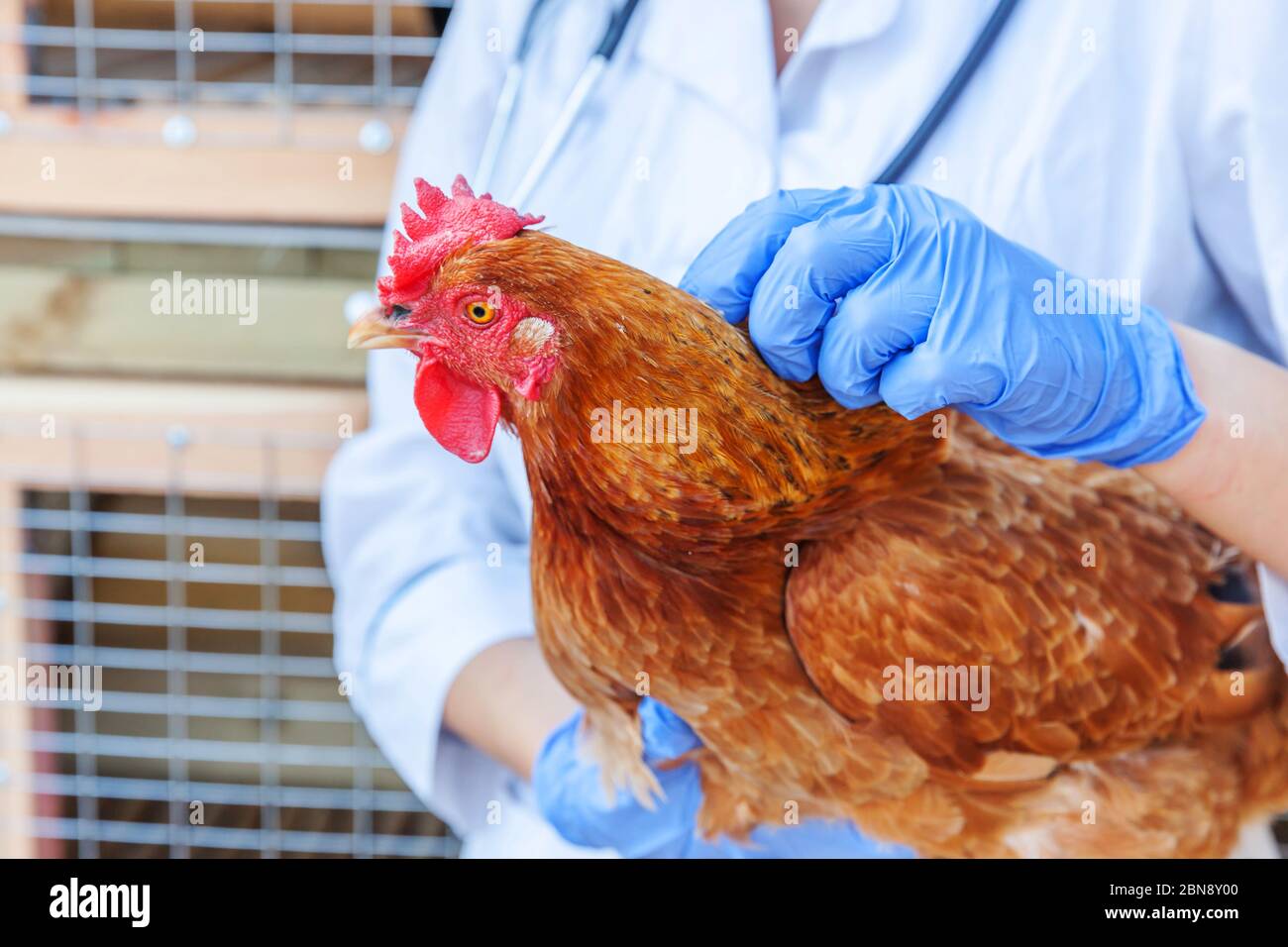 Veterinarian with stethoscope holding and examining chicken on ranch ...