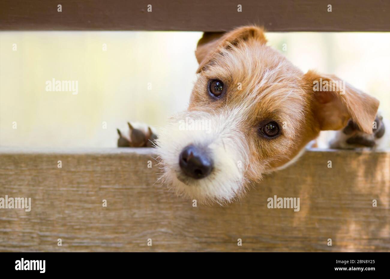 Funny jack russell pet dog looking from a wooden fence Stock Photo - Alamy
