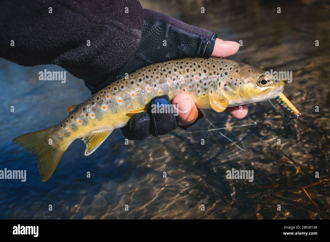Trout in the hand of a fisherman Stock Photo - Alamy