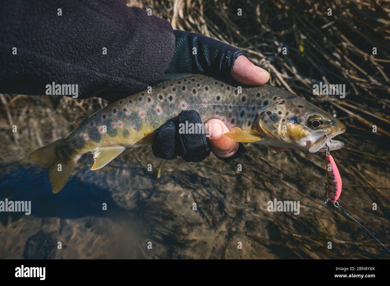 Trout in the hand of a fisherman Stock Photo - Alamy