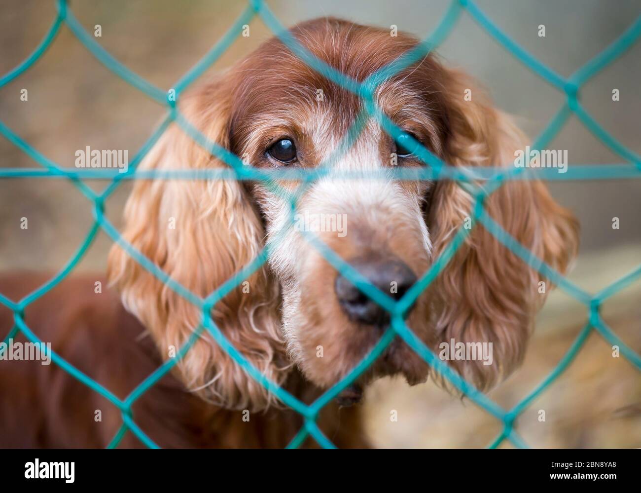 Portrait of a beautiful old gray Irish Setter pet dog as looking behind ...