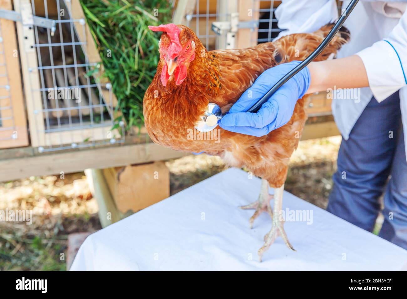 Veterinarian with stethoscope holding and examining chicken on ranch ...