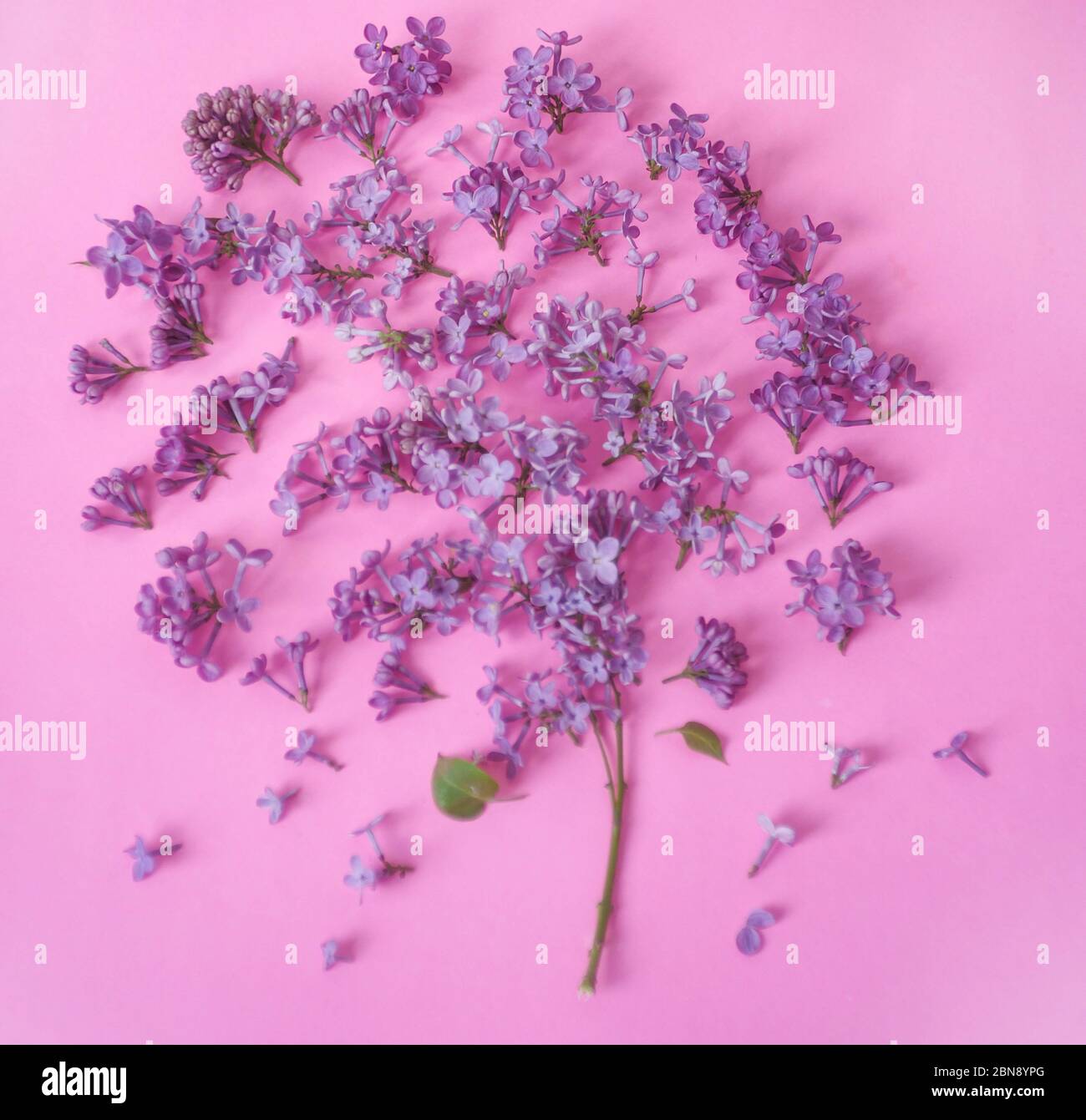 Lilac tones background hi-res stock photography and images - Alamy