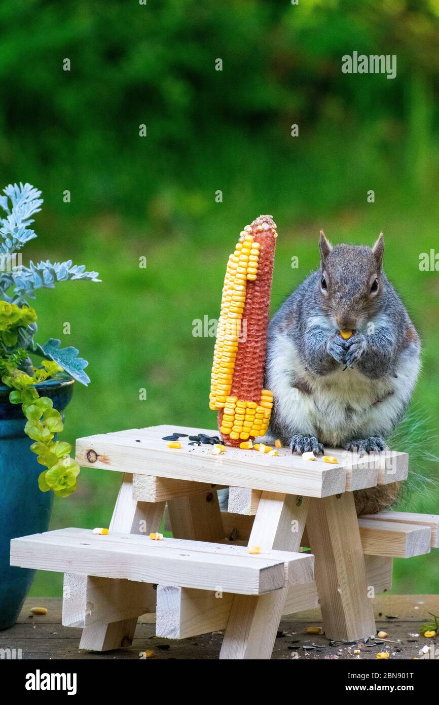 Grilled Squirrel