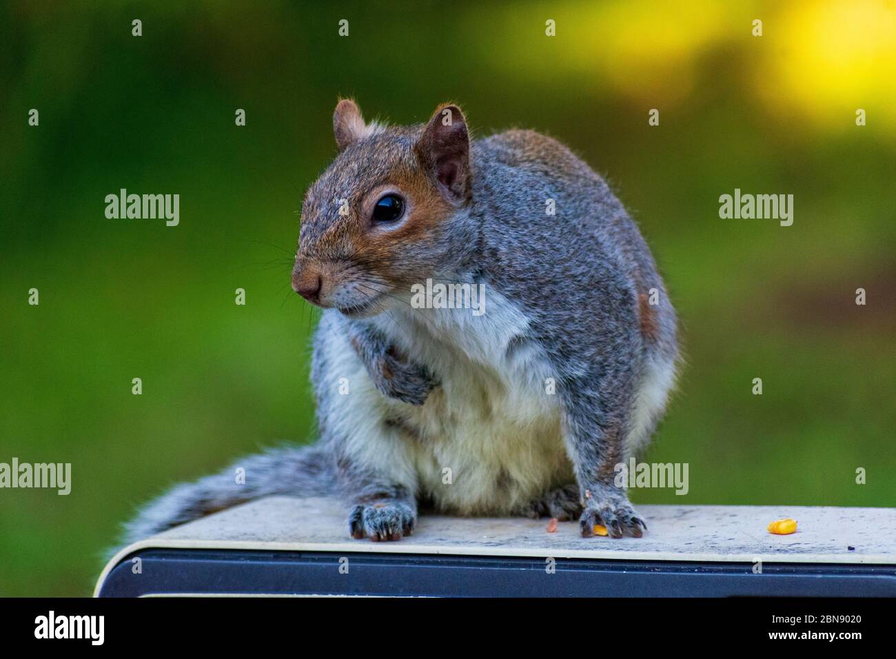 Curious Squirrel in Backyard Stock Photo - Alamy