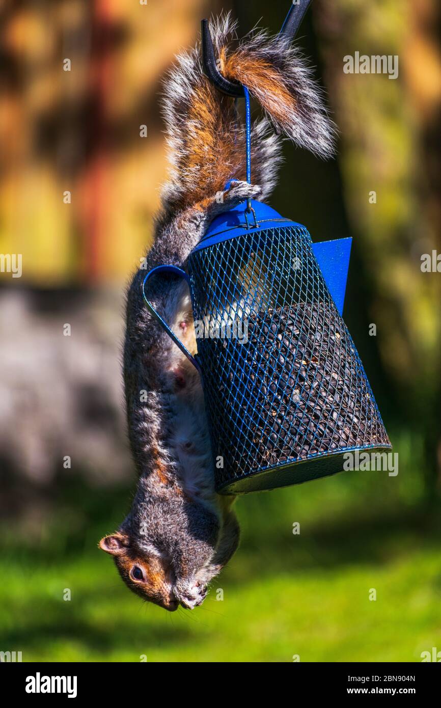 Squirrel Hanging From Bird Feeder Stock Photo - Alamy