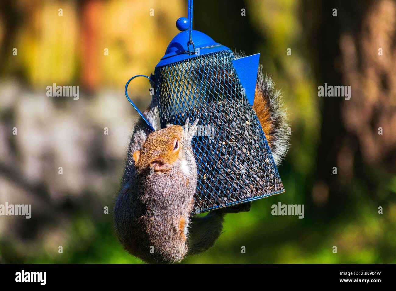 Squirrel Hanging From Bird Feeder Stock Photo - Alamy