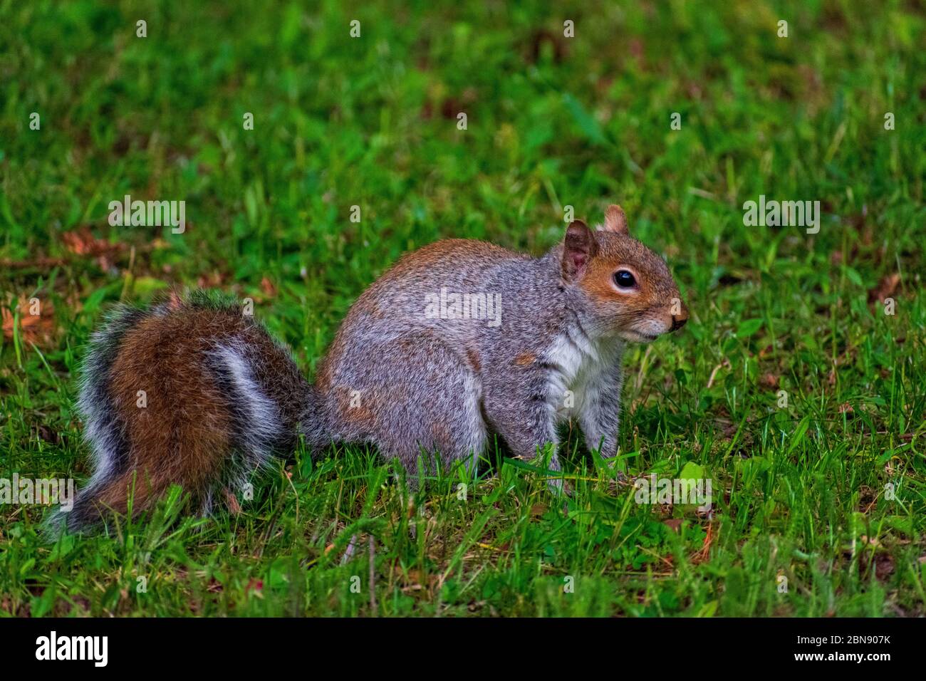 Adorable young gray squirrel photography hi-res stock photography and ...