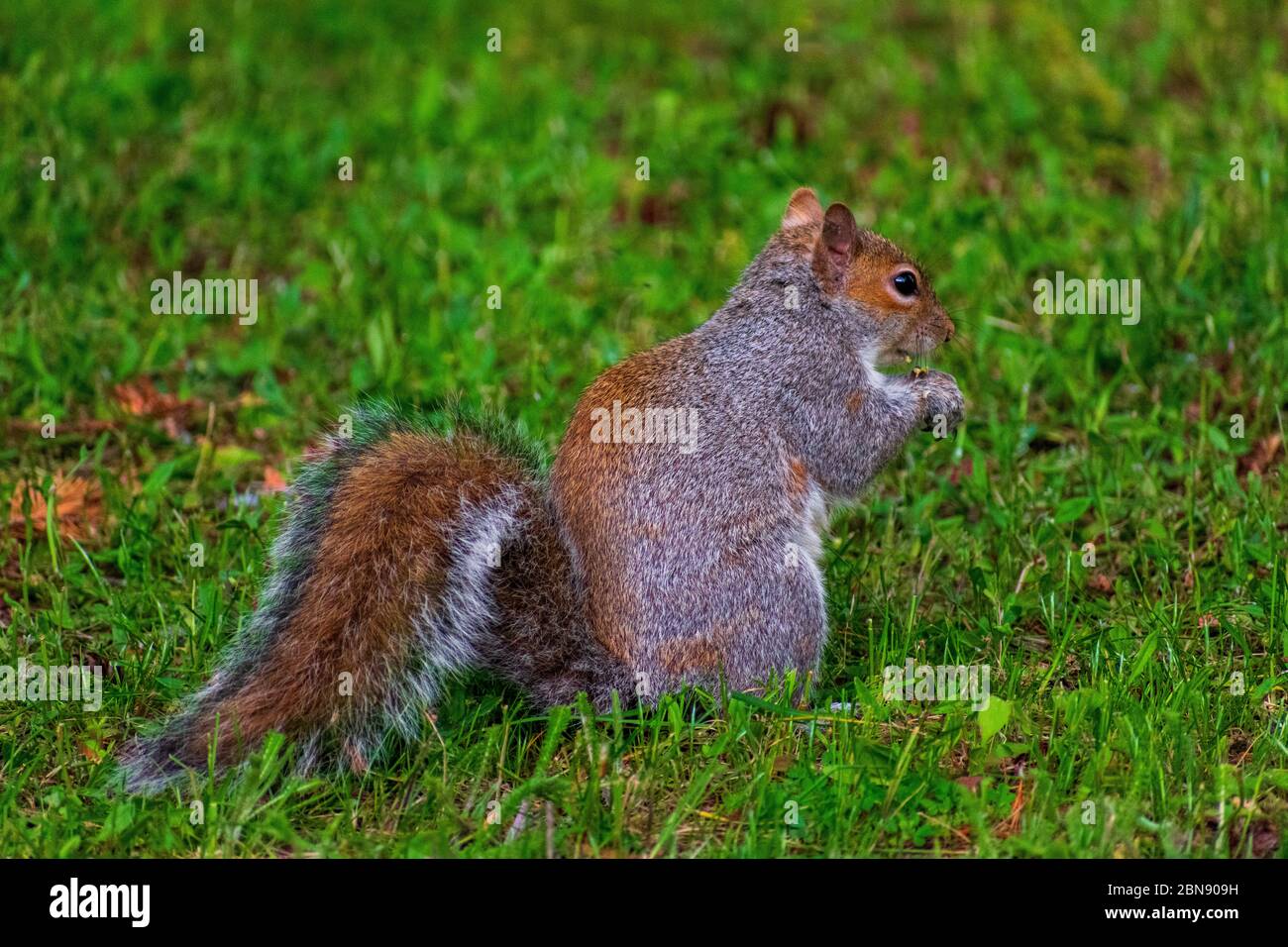 Adorable young gray squirrel photography hi-res stock photography and ...