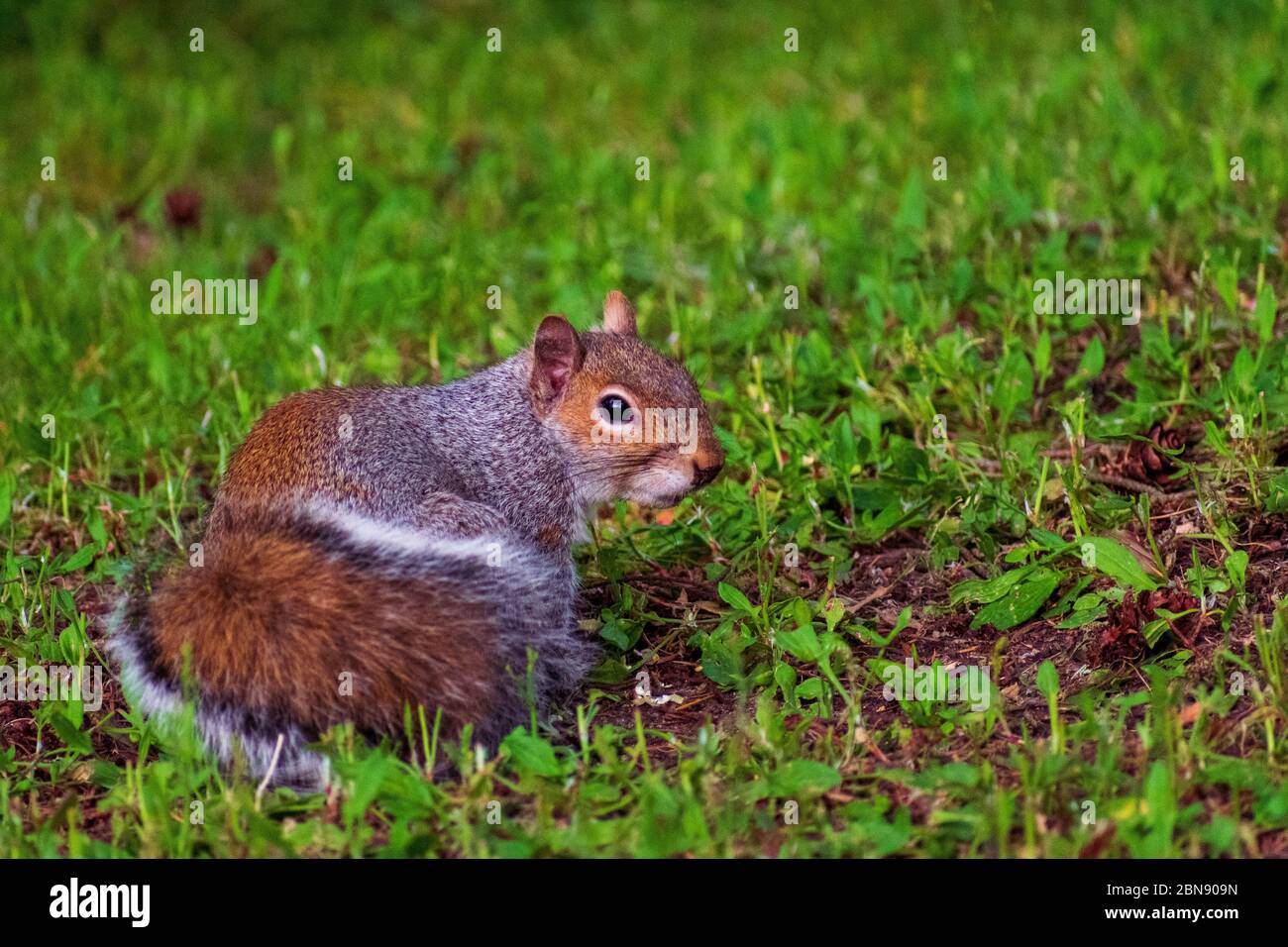 Adorable young gray squirrel photography hi-res stock photography and ...