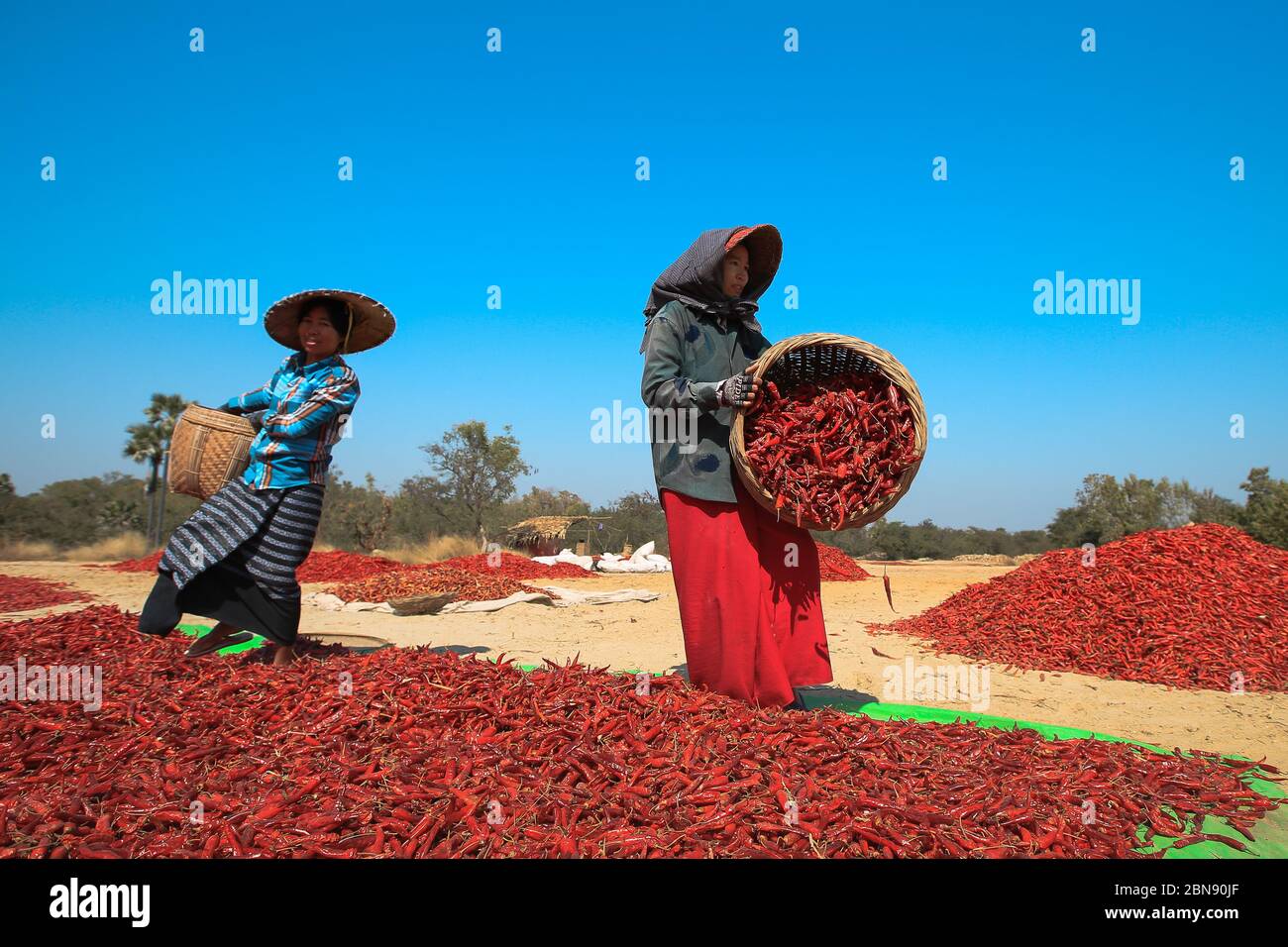 BAGAN, MYANMAR - Fabruary 3, 2017 : People picking up dry chilli on a ...
