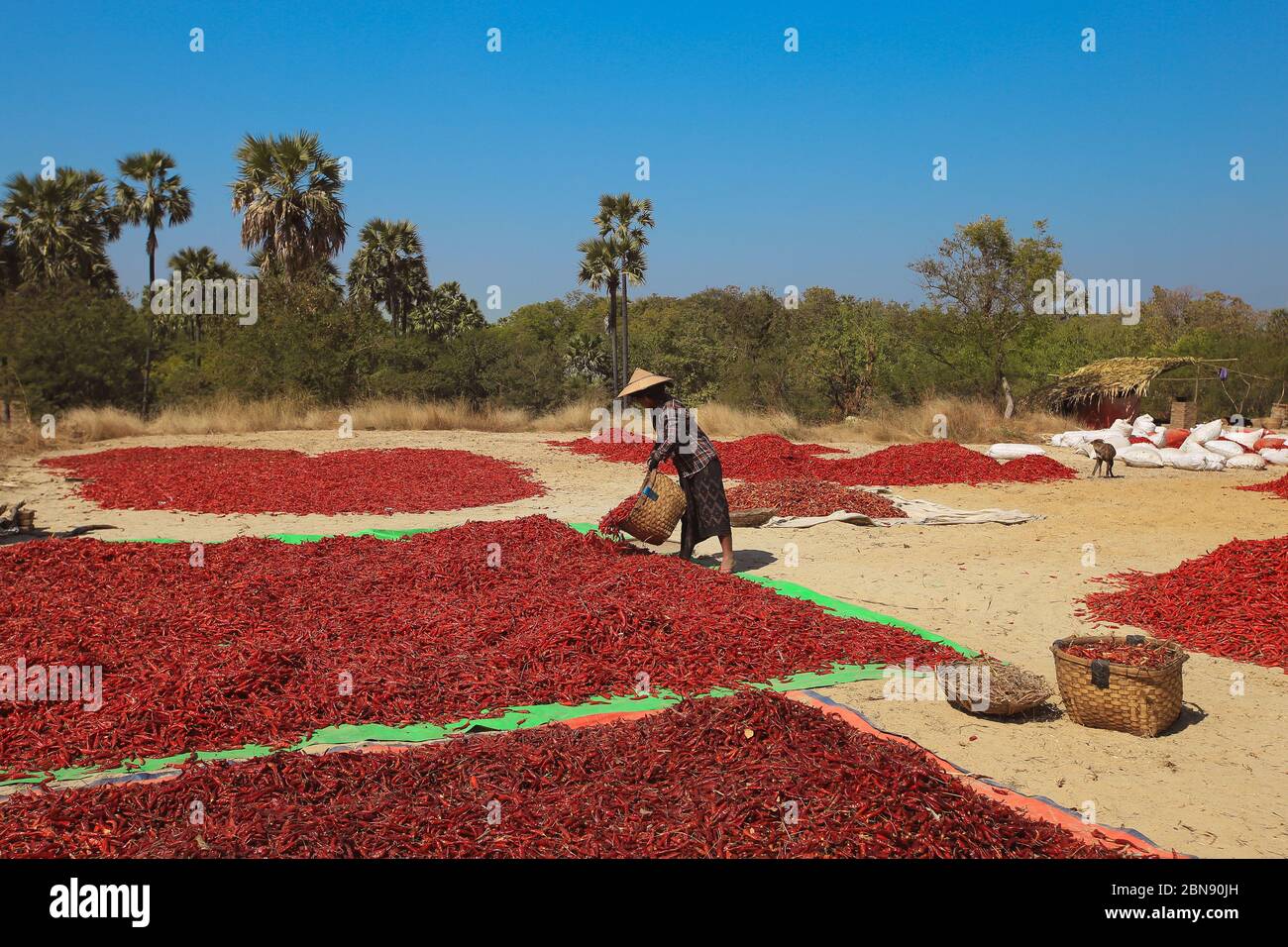 Myanmar chile hi-res stock photography and images - Alamy
