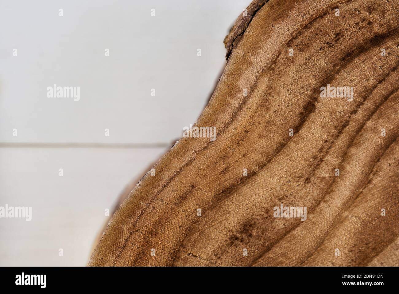 Textured surface of concentric tree rings on white rustic surface ...