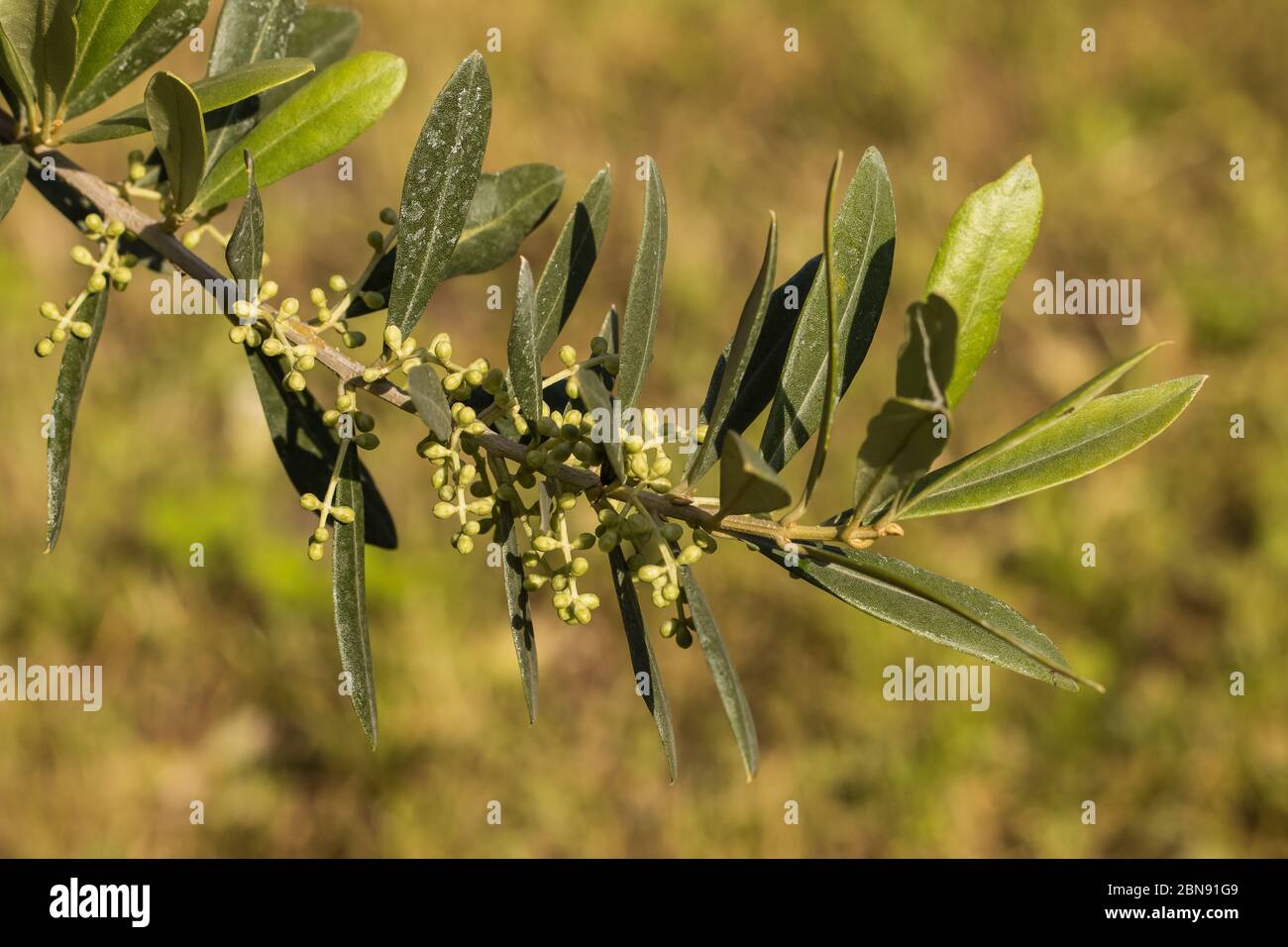 closeup of a blooming olive branch on natural background Stock Photo ...