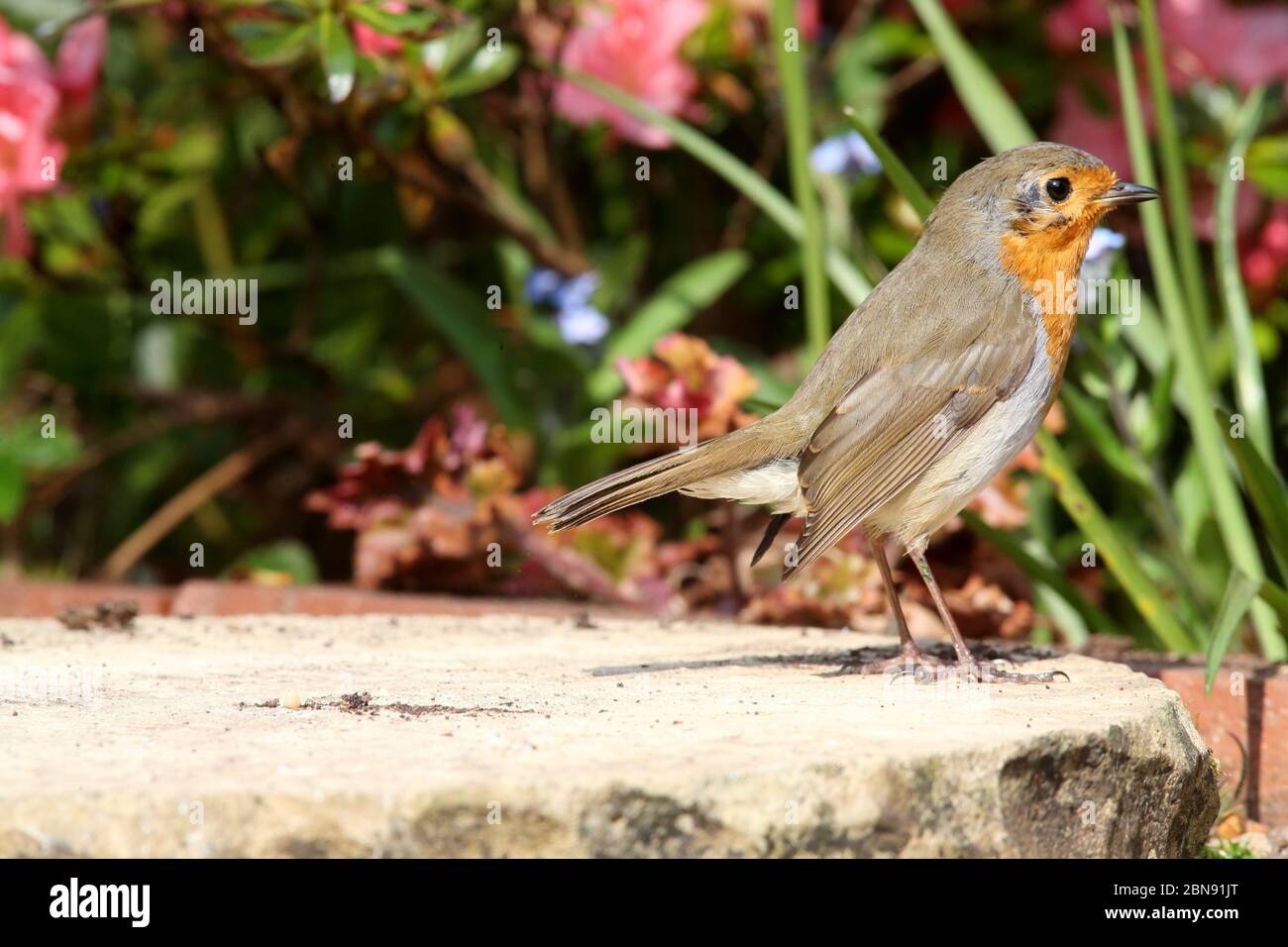 Garden redbreast hi-res stock photography and images - Alamy