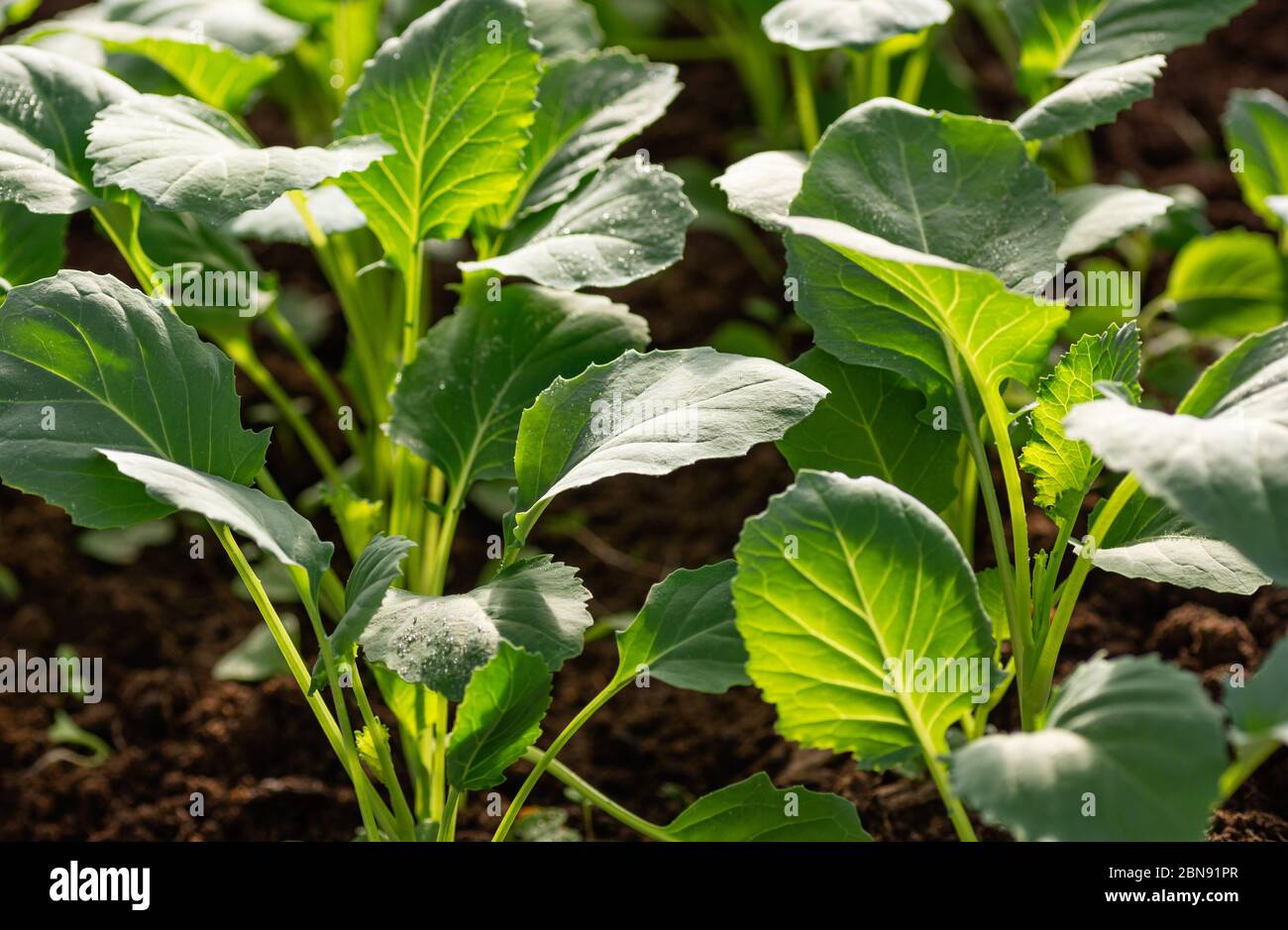 Seedlings of cabbage close up. Ecological vegetable growing concept ...