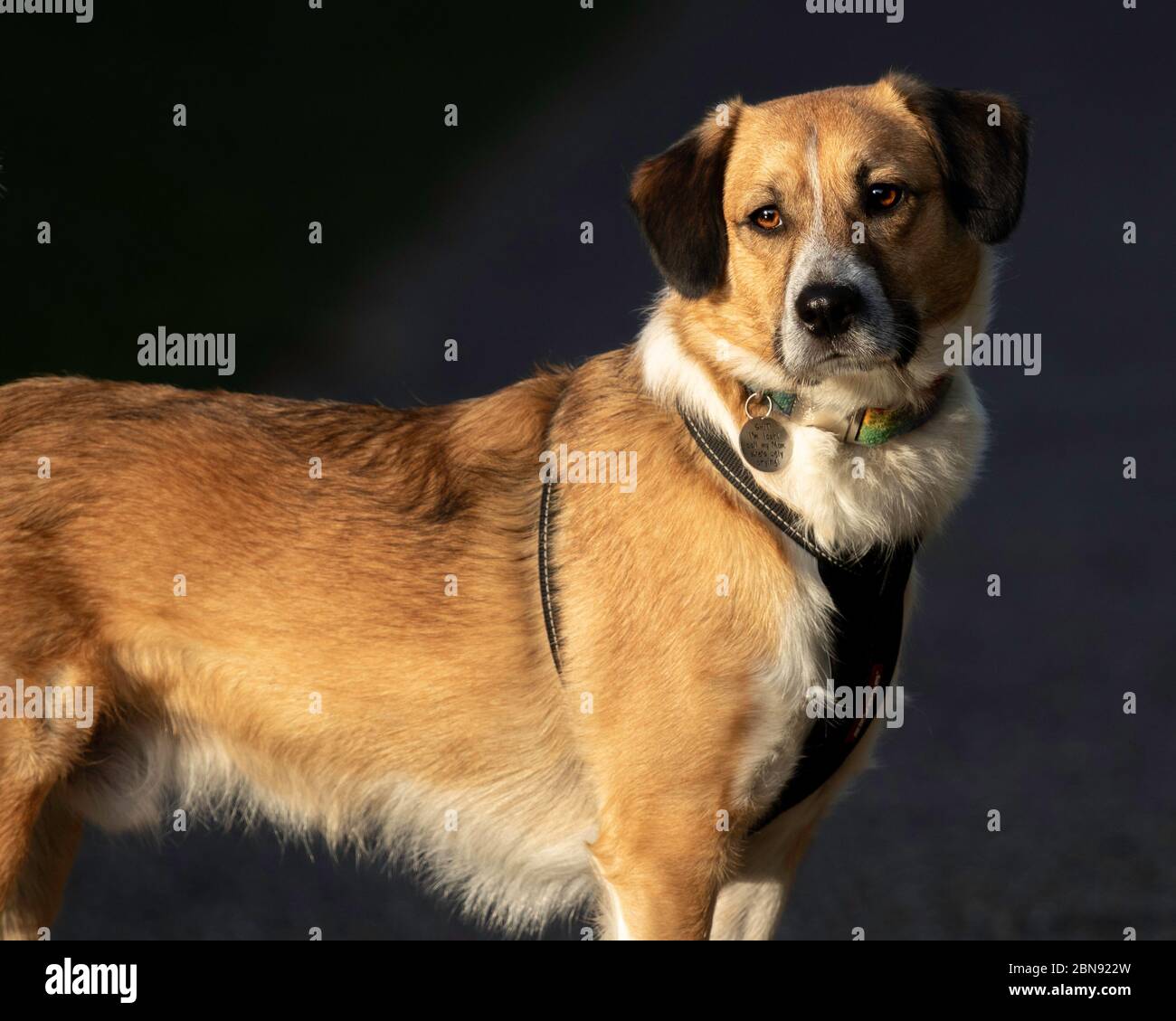 Neo the Rescue Dog Stock Photo - Alamy