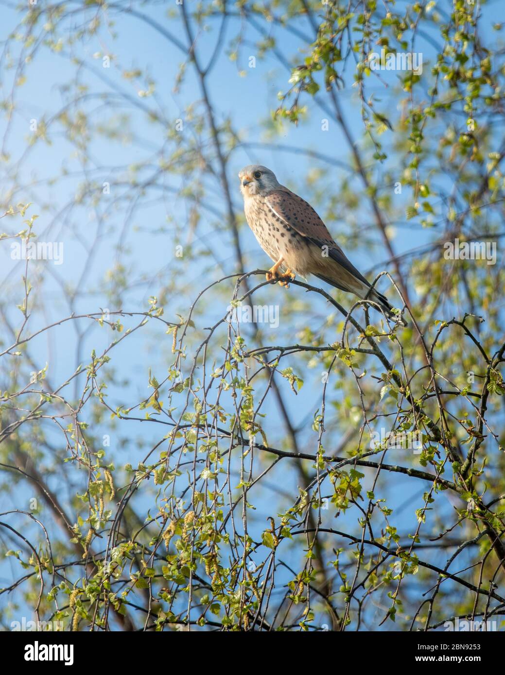 Kestrel photography hi-res stock photography and images - Alamy
