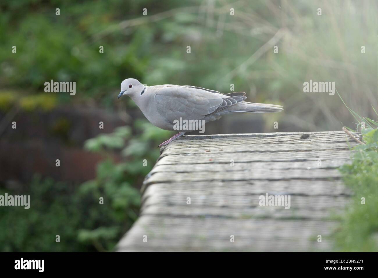 Eurasian collared dove uk hi-res stock photography and images - Alamy