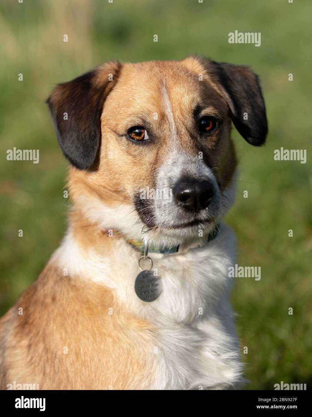 Neo dog hi-res stock photography and images - Alamy