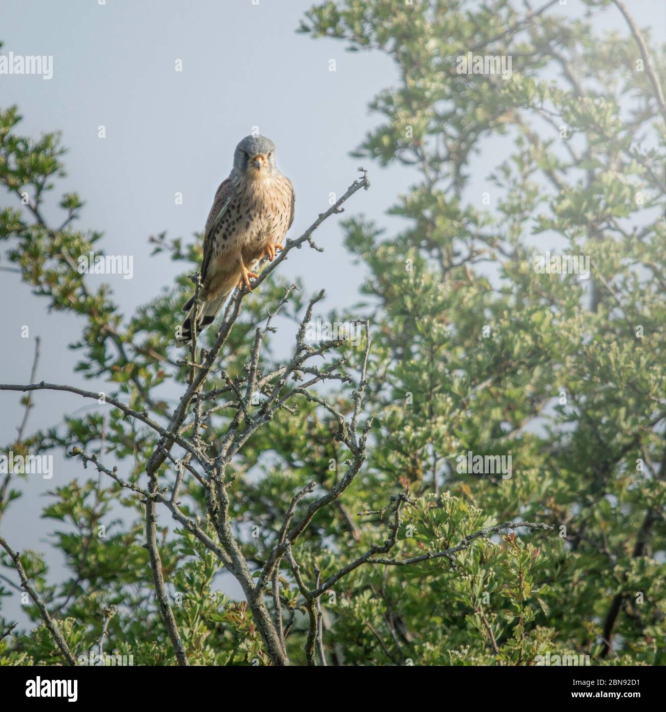 Perched Common Kestrel Stock Photo - Alamy