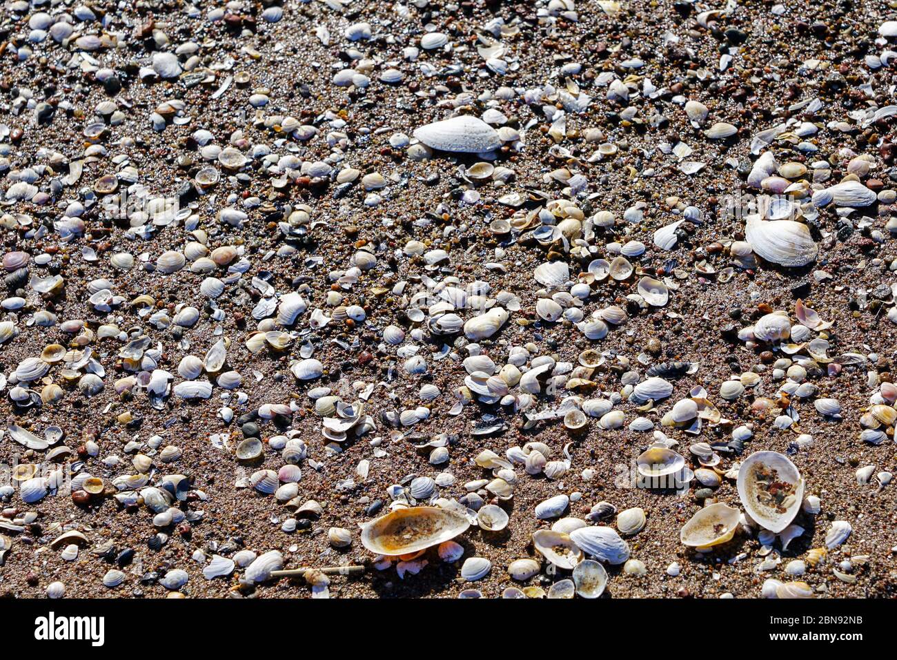 Covered shells hi-res stock photography and images - Alamy