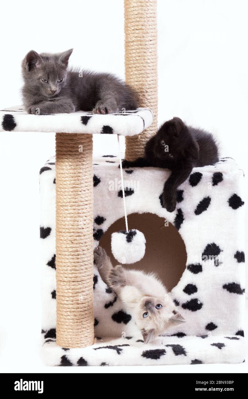 Little funny kittens play with each other in the game complex for cats ...