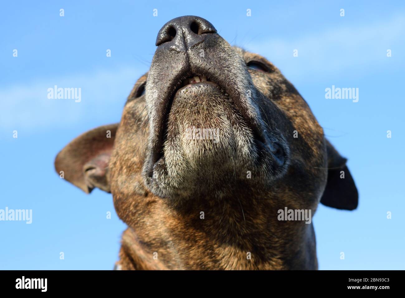 Dramatic Dog Portrait Against Blue Sky Stock Photo - Alamy