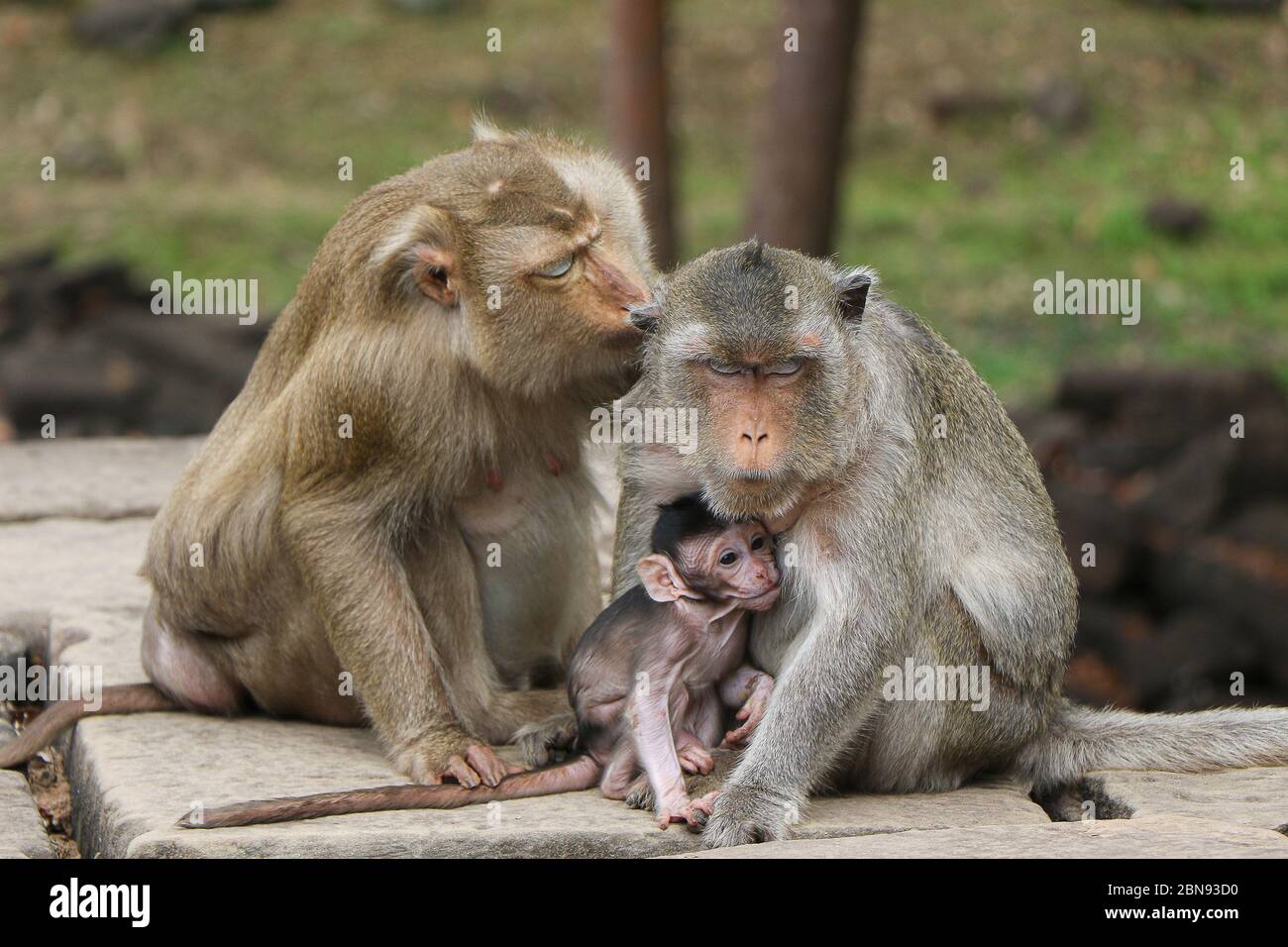 Family monkeys cambodia hi-res stock photography and images - Alamy