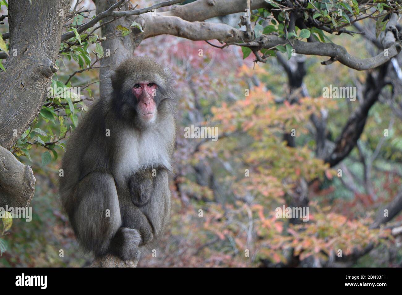 Japanese Macaque Monkeys in a tree in Kyoto Stock Photo - Alamy