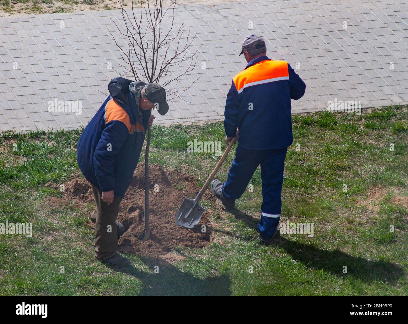 Planting a tree. Two people plant a tree while working in the garden ...