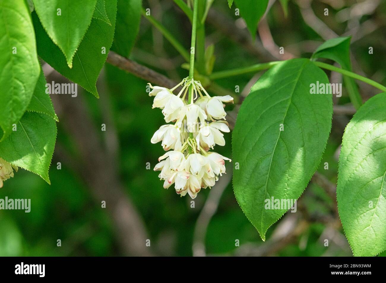 Beech is blooming in park, close up. Gentle flowers buds is growing ...
