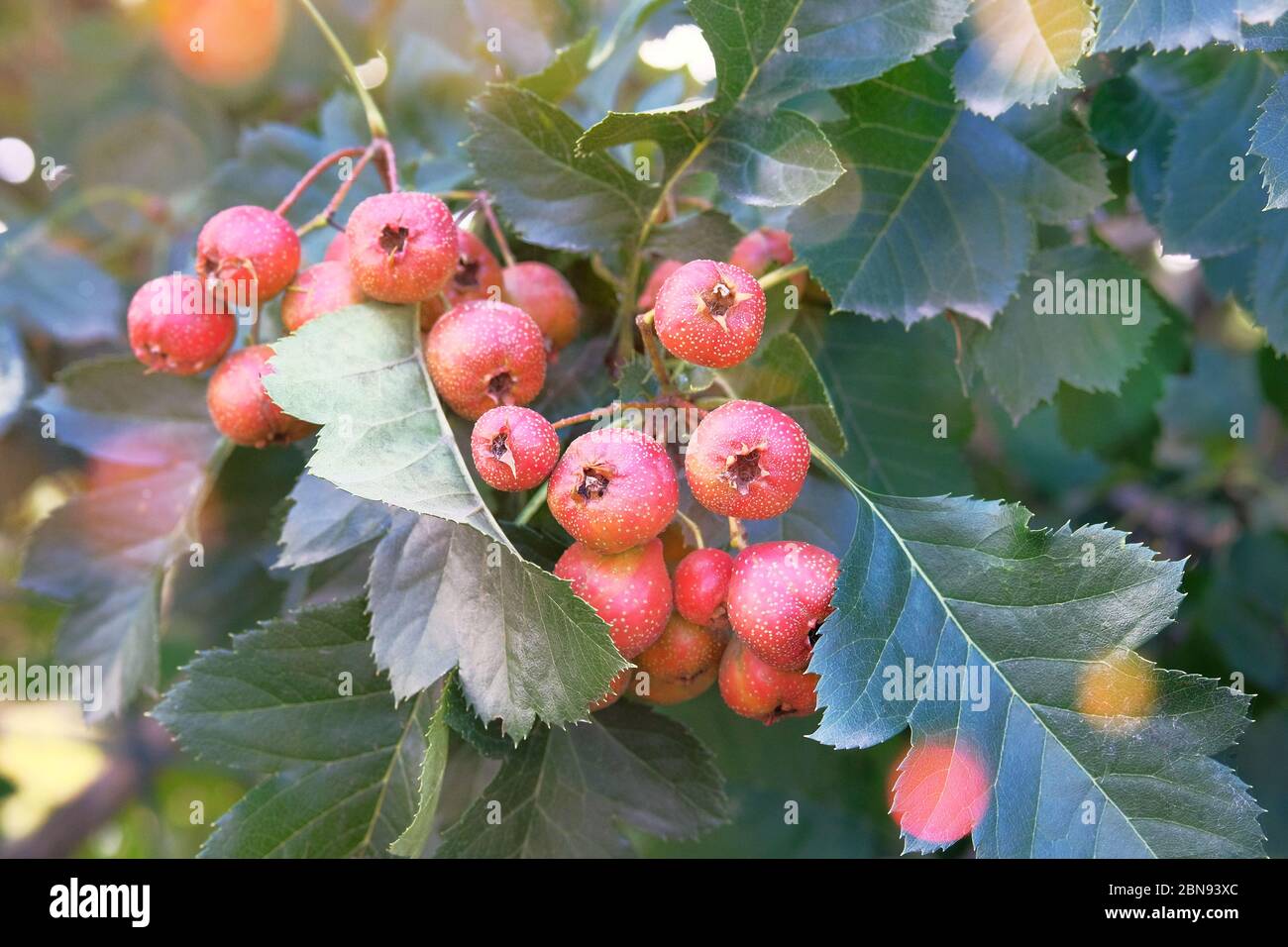 Hawthorn tree garden hi-res stock photography and images - Alamy