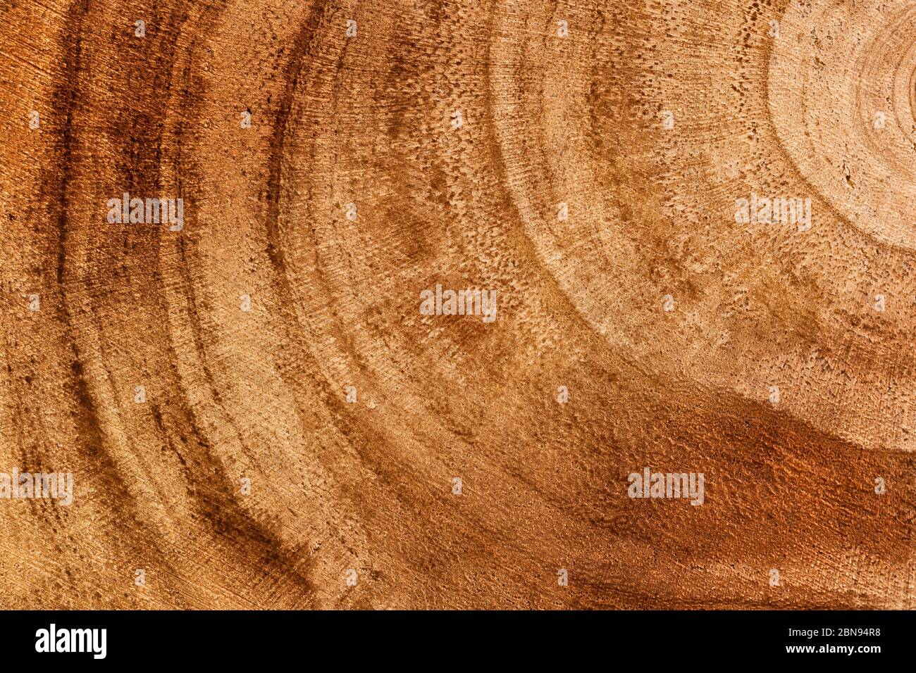 Wooden detailed texture of cut tree trunk or stump, closeup. Rough ... Wooden detailed texture of cut tree trunk or stump, closeup. Rough ...