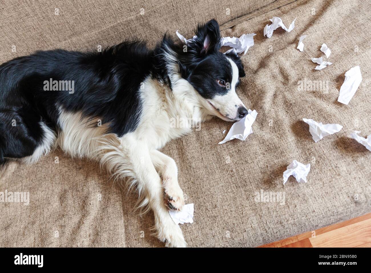 Naughty playful puppy dog border collie after mischief biting toilet ...